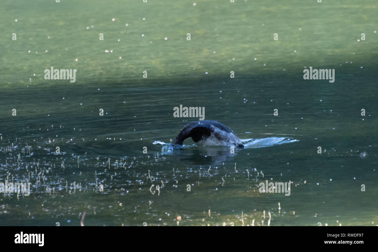 A Female tufted duck diving into the water of Loch Linlithgow Stock ...