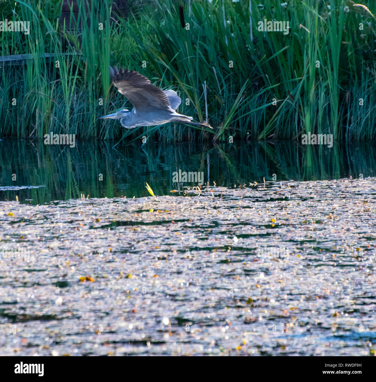 A Grey Heron flying over the waters of Loch Linlithgow in Scotland ...