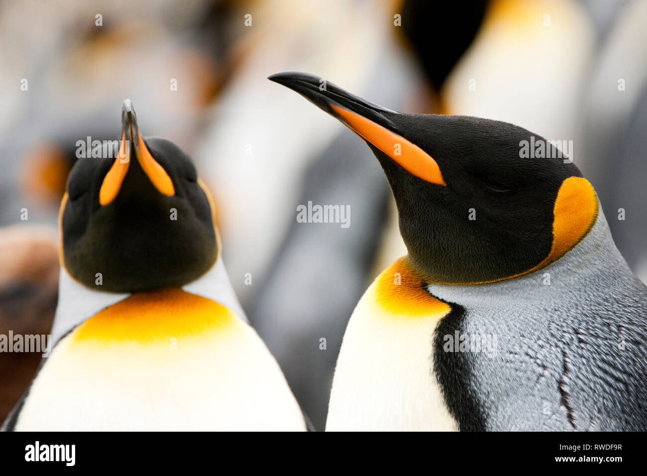 Two penguins together hi-res stock photography and images - Alamy