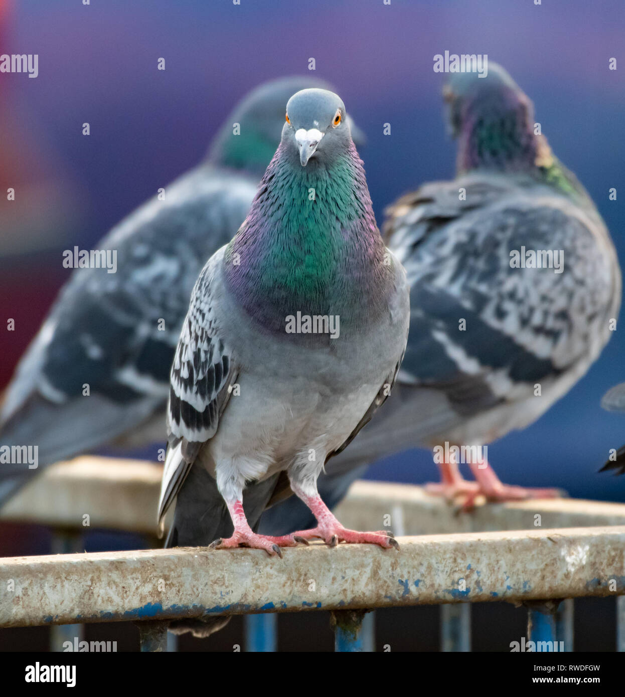 A pigeon perched on a metal fence with two of his flock behind him ...