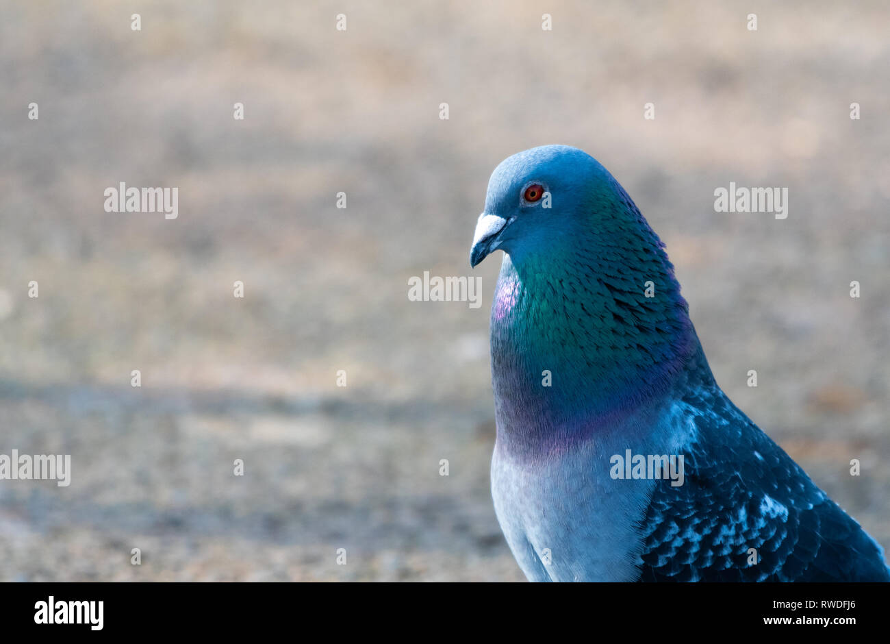 A male pigeon expanding his neck to show off his coulours as part of a ...