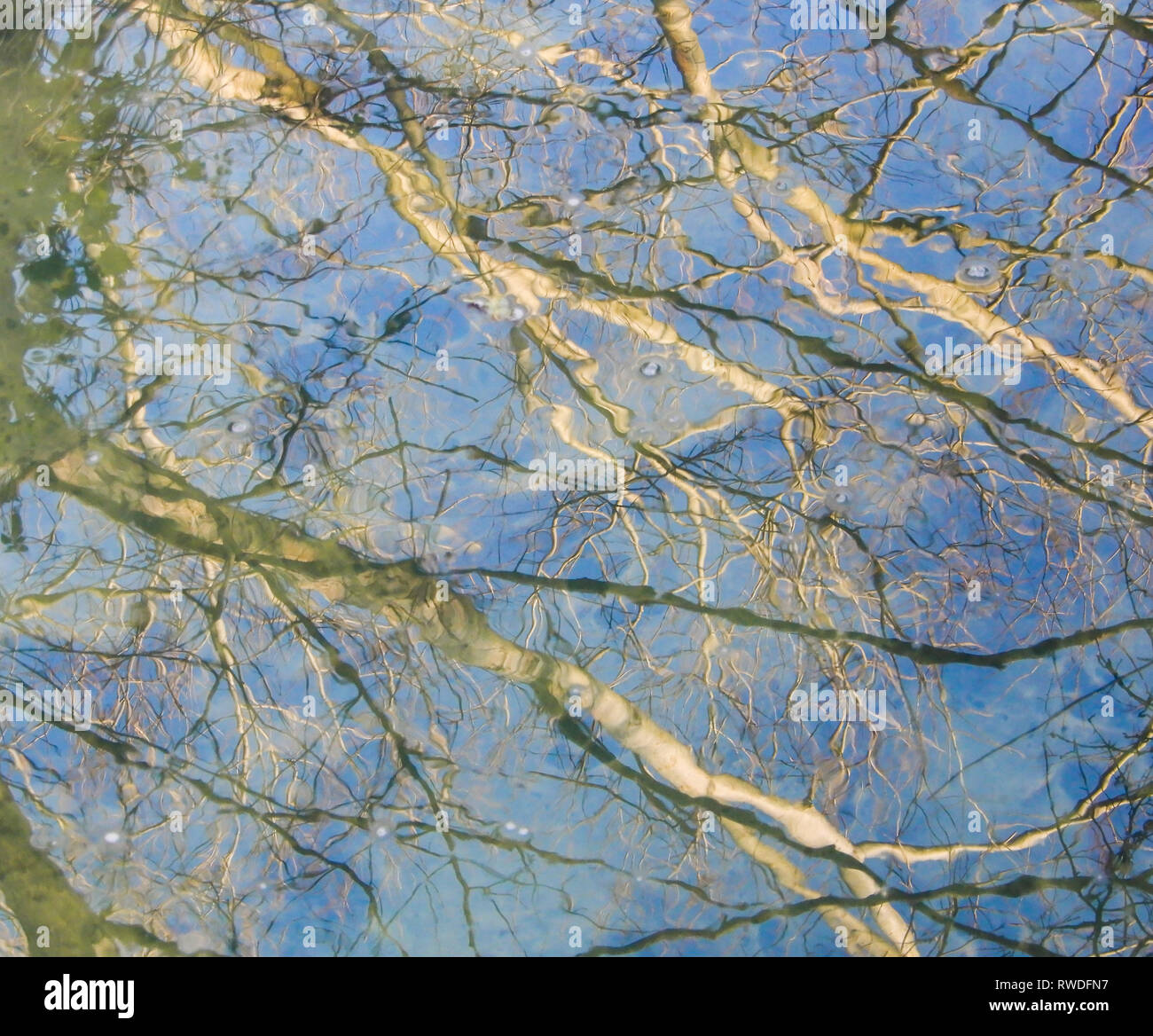 A tree reflected in the water of the River Kennet Stock Photo - Alamy