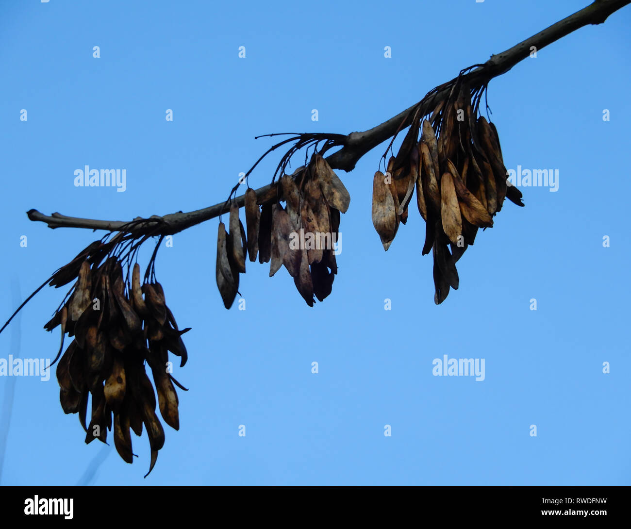 Sycamore helicopter seeds hi-res stock photography and images - Alamy