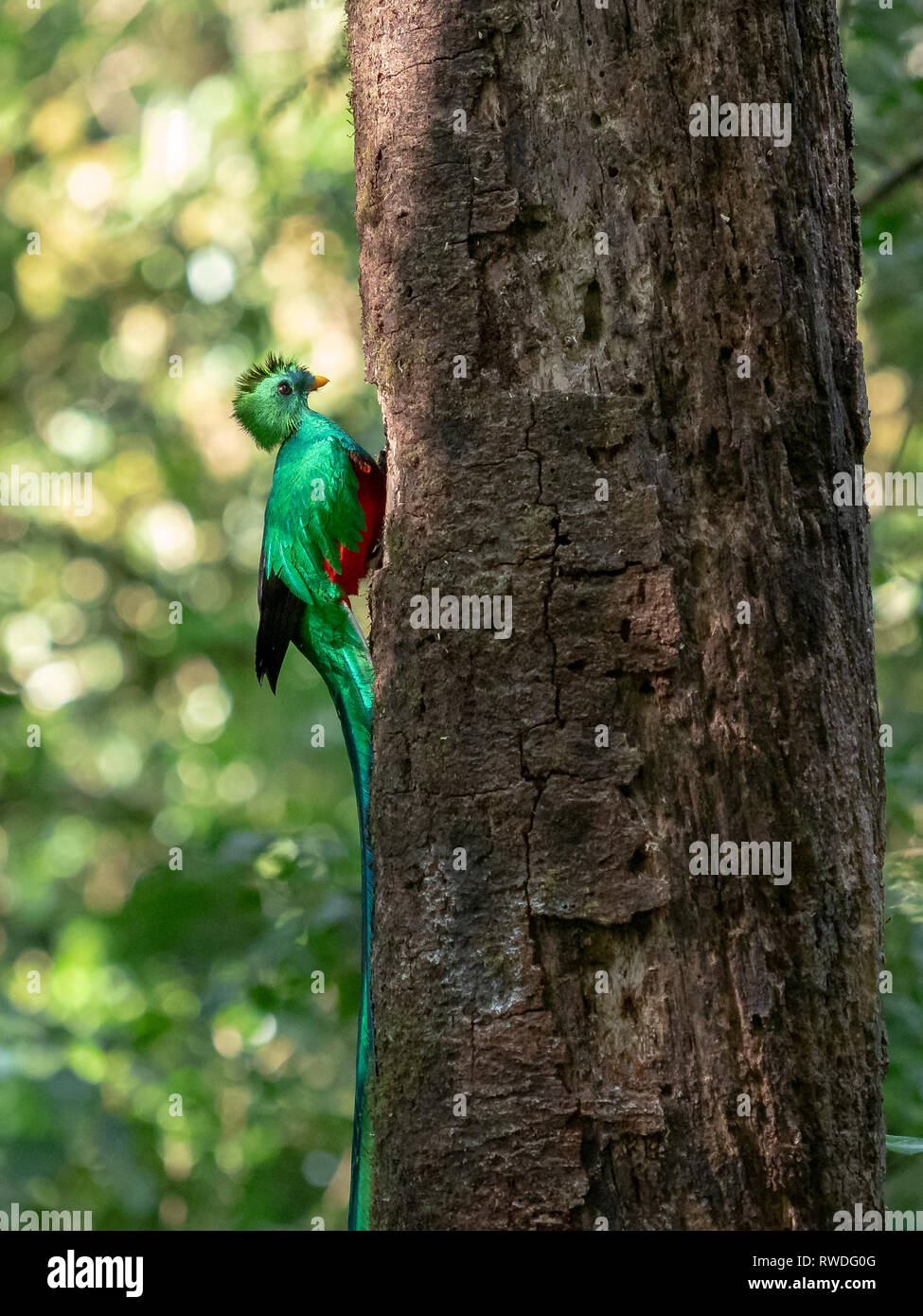 Quetzal on tree trunk Stock Photo - Alamy