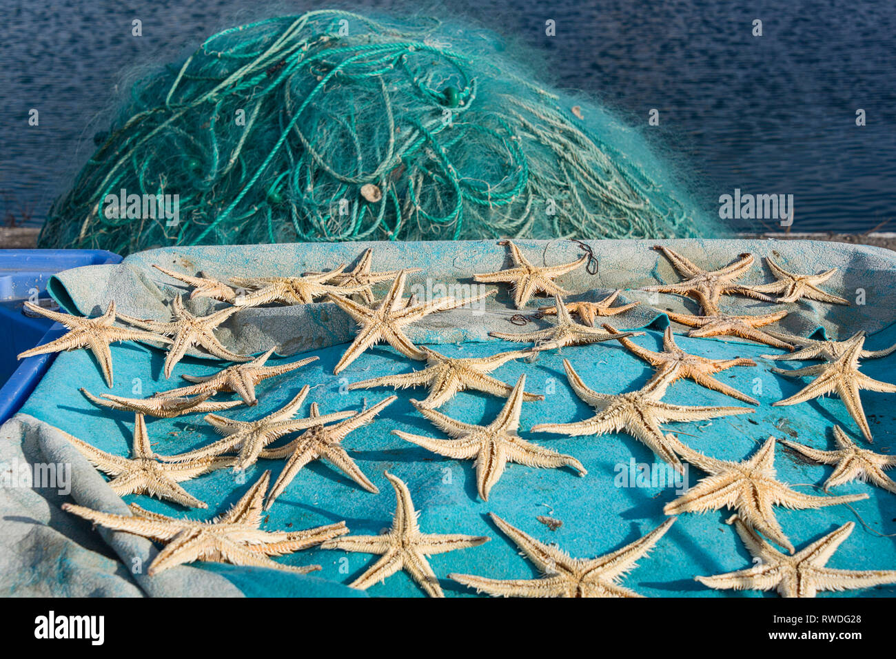 starfish drying and fishing nets on a pier in Setubal, Portugal Stock ...