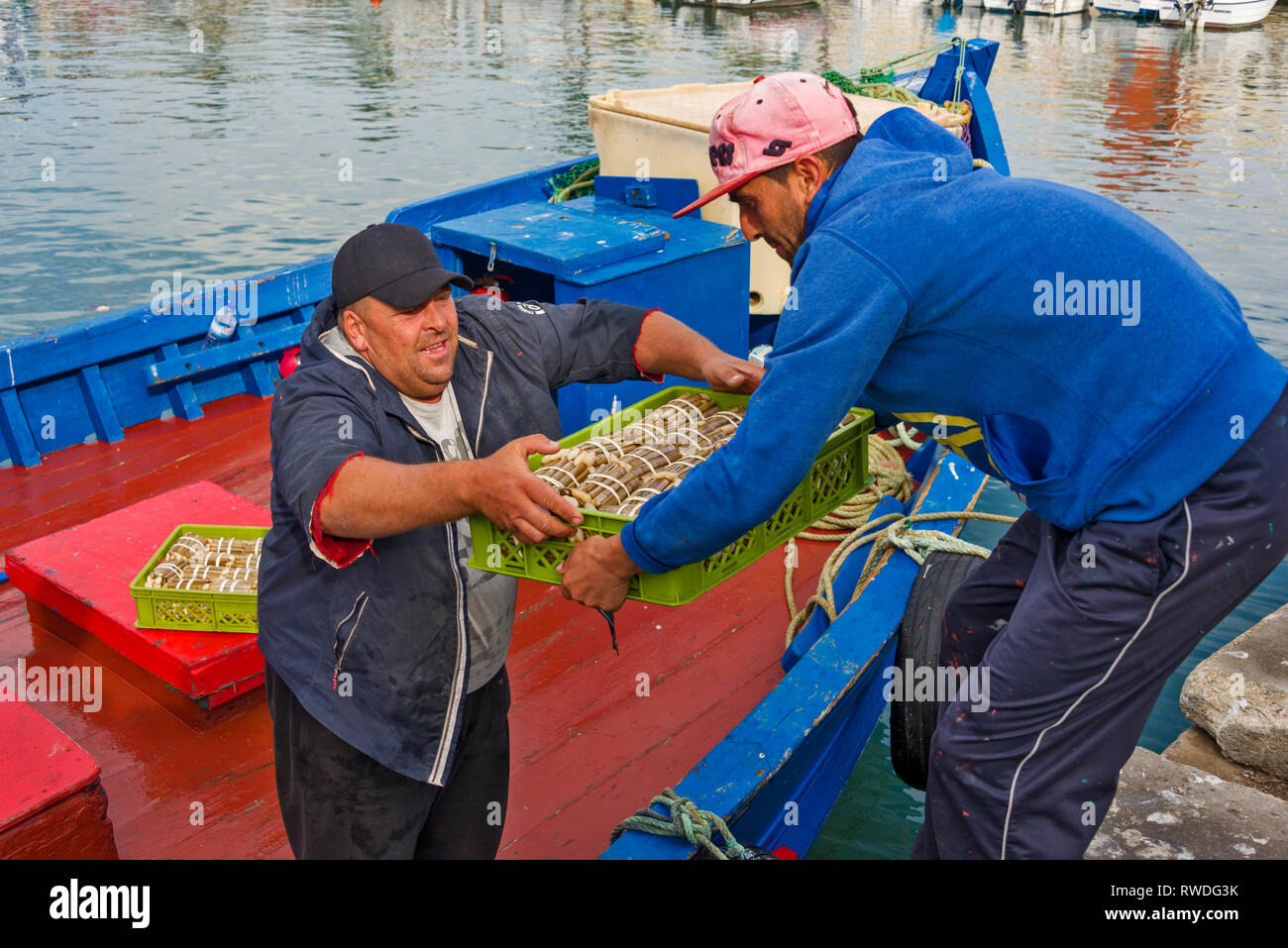 Razor Shells High Resolution Stock Photography and Images - Alamy