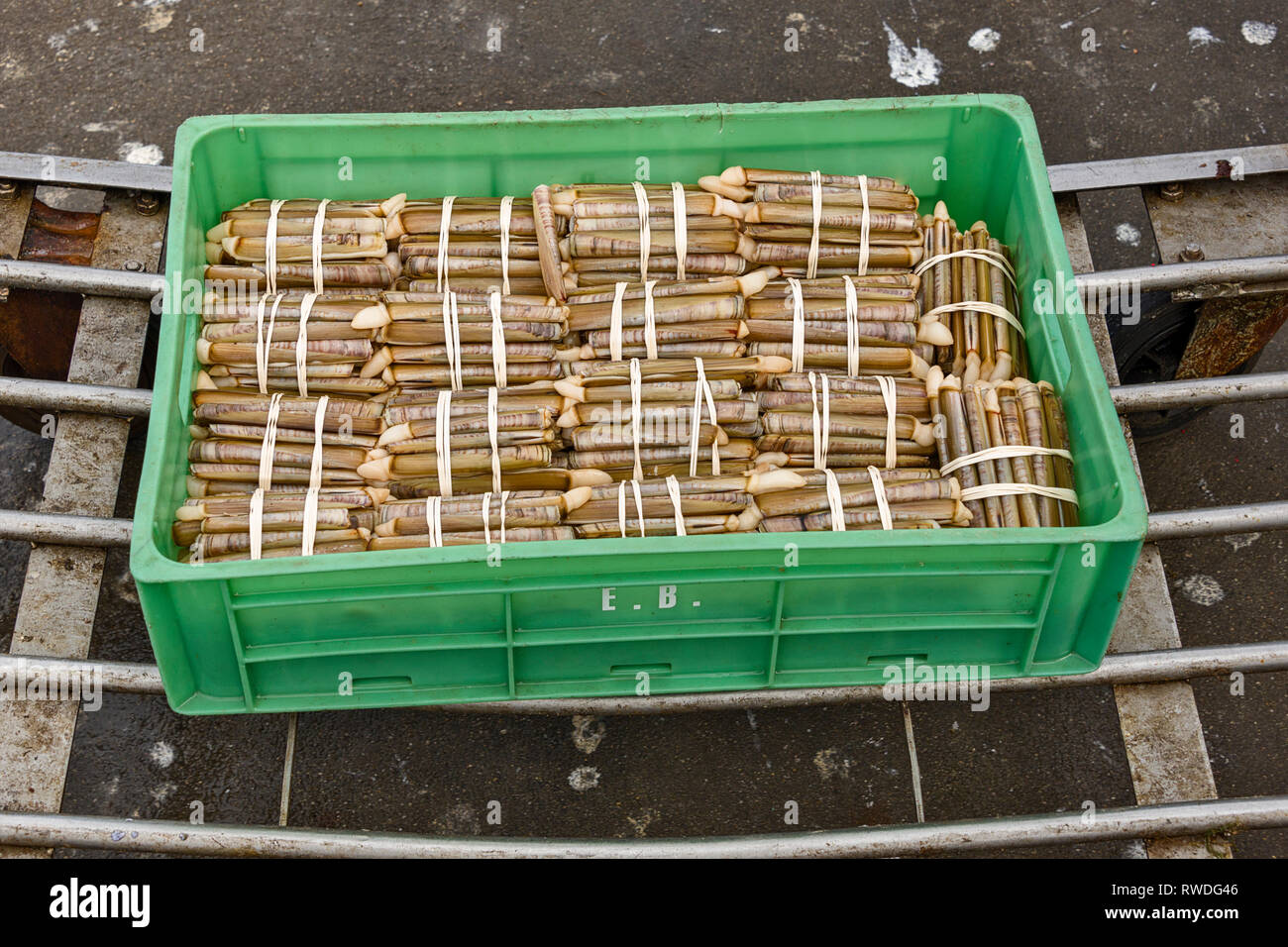 Razor Shells High Resolution Stock Photography and Images - Alamy