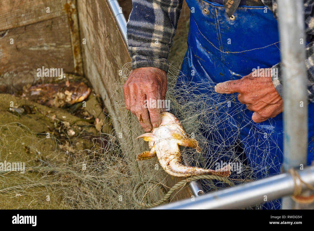 Net cleaning hi-res stock photography and images - Alamy
