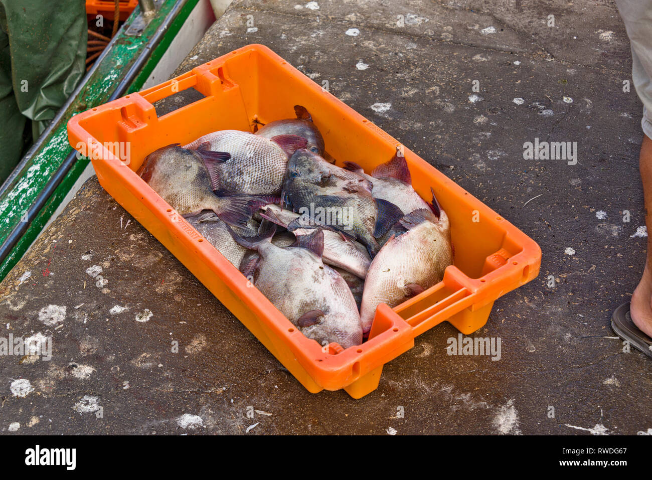 Fresh box of fish hi-res stock photography and images - Alamy
