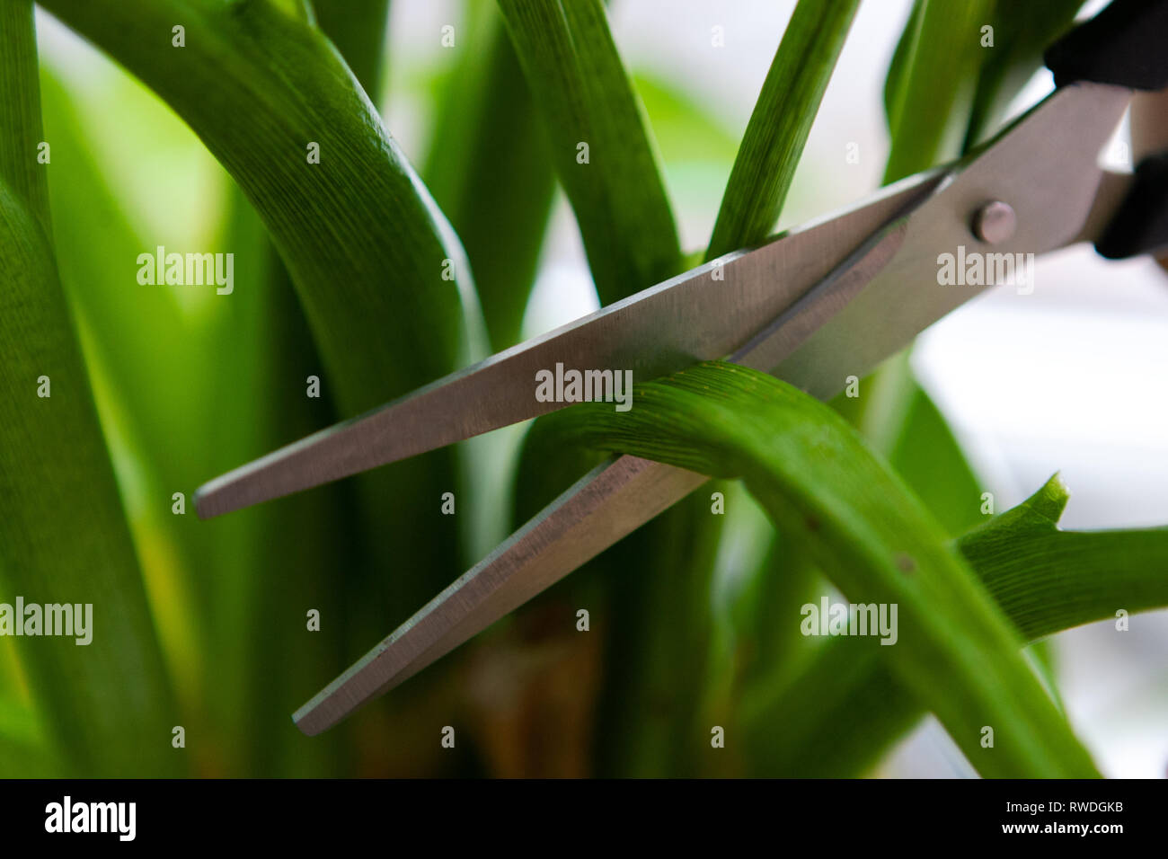 Infected soil hi-res stock photography and images - Alamy