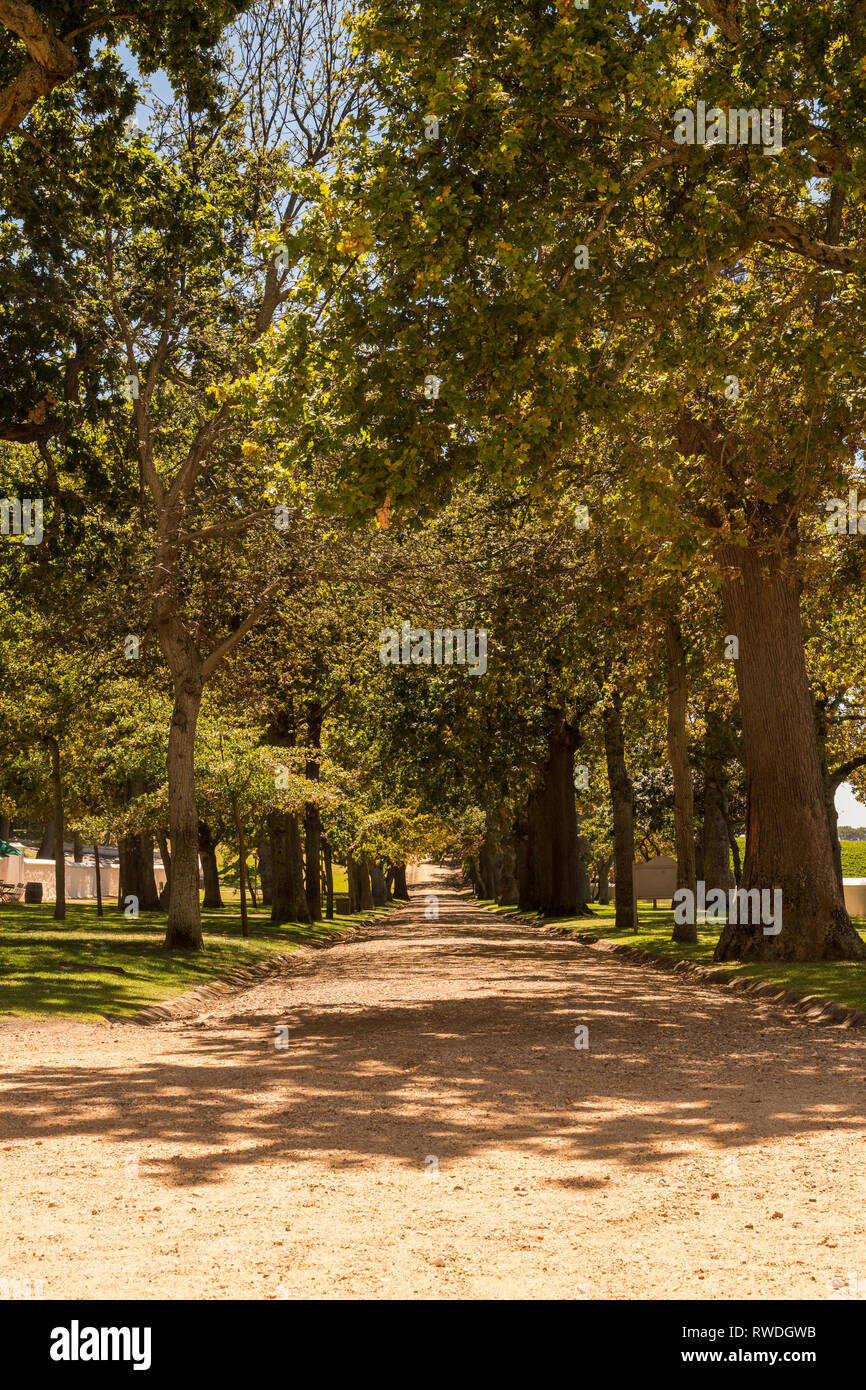 Tree avenue in south africa Stock Photo - Alamy