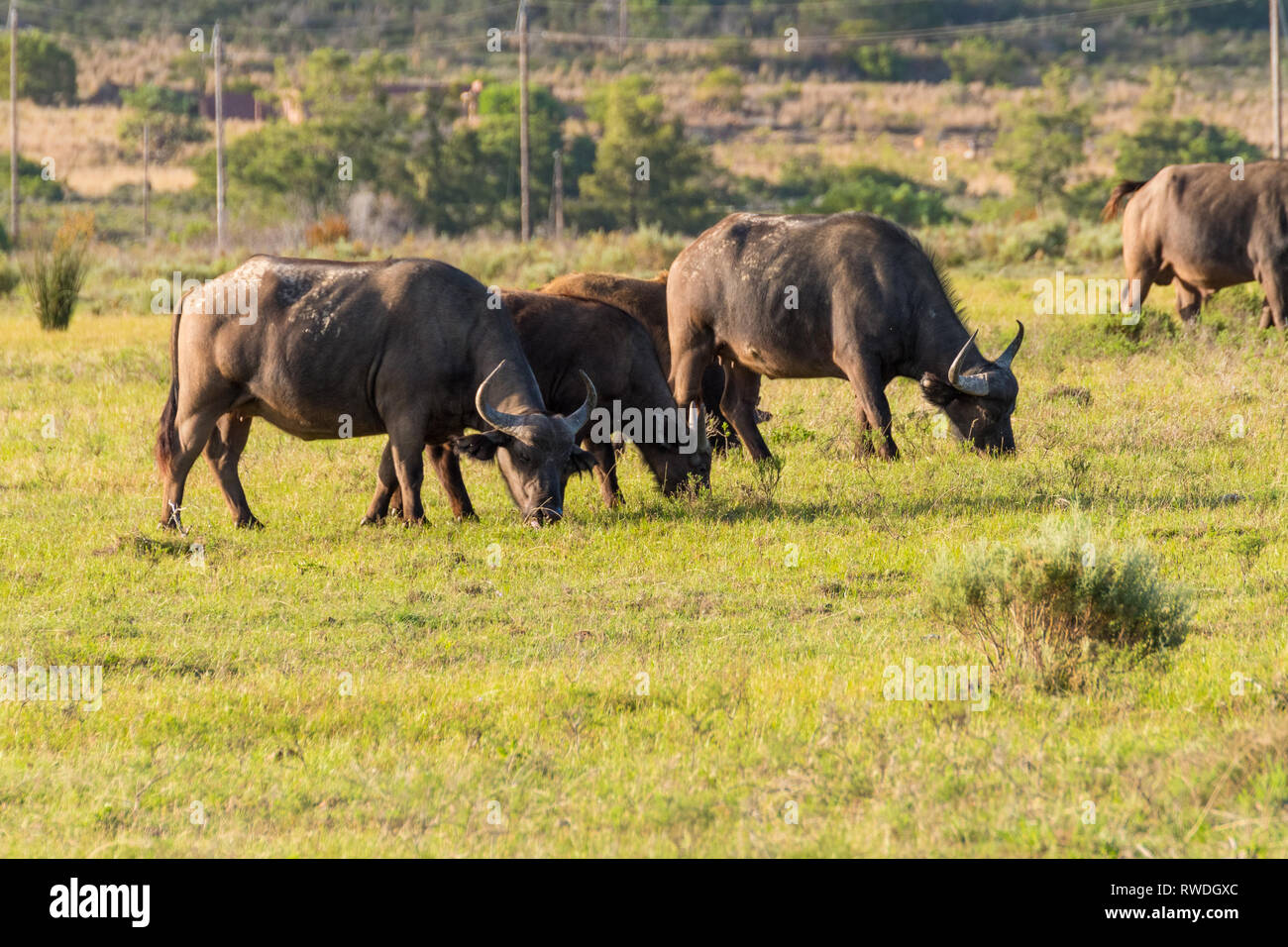 buffalo in a nature reserve Stock Photo - Alamy