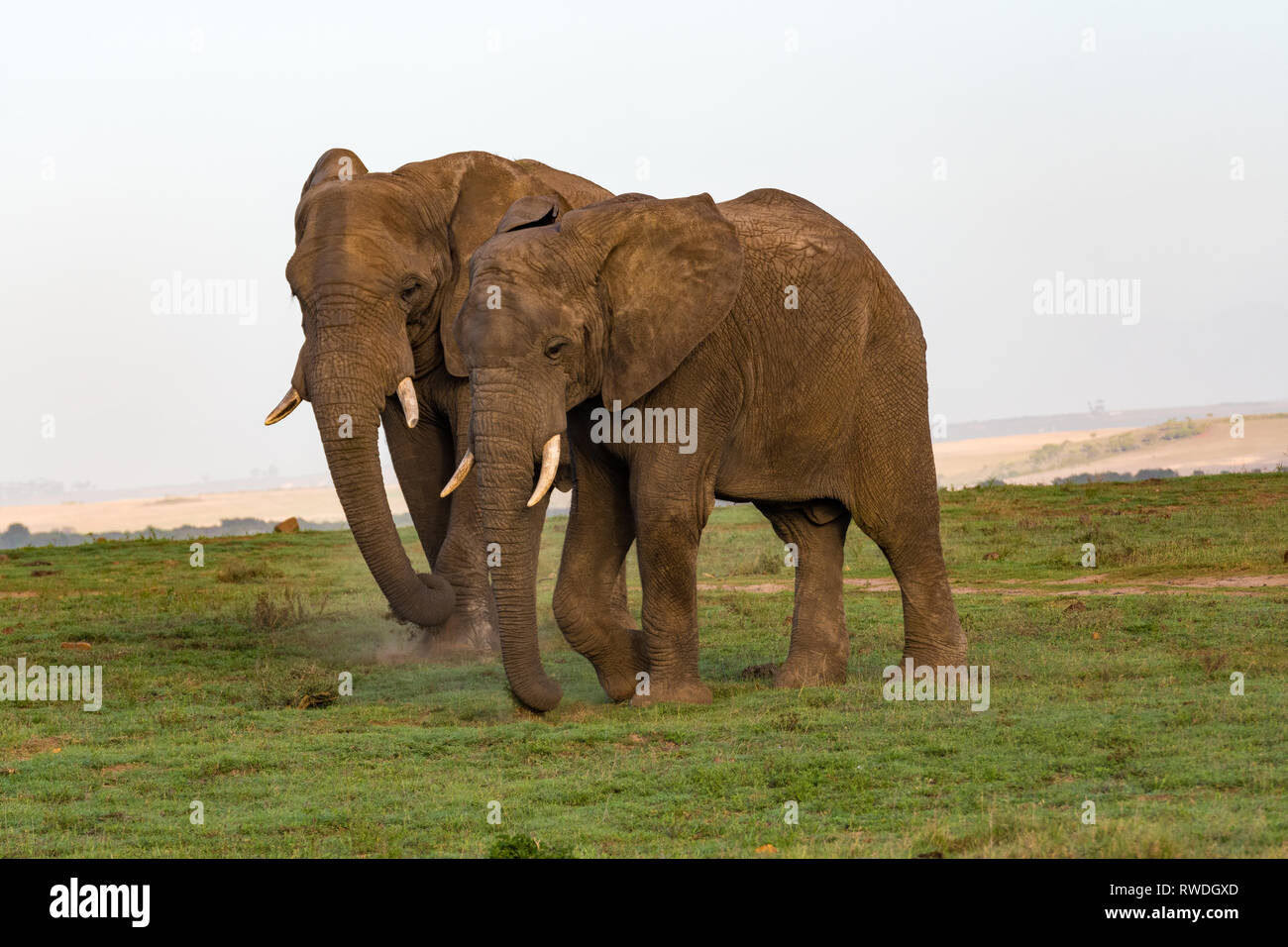 two elephants in a nature reserve Stock Photo - Alamy