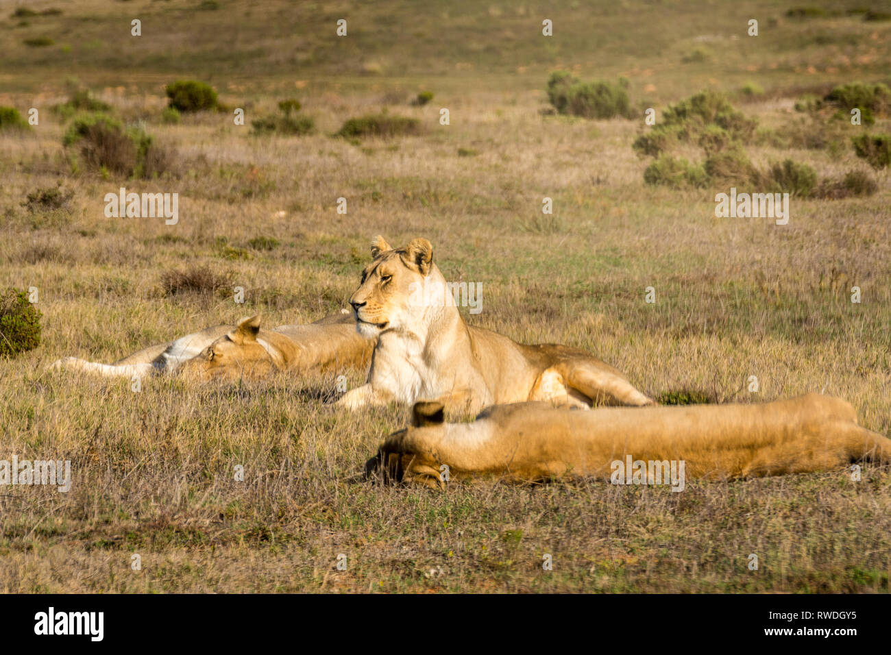 Terrestrial heat hi-res stock photography and images - Alamy