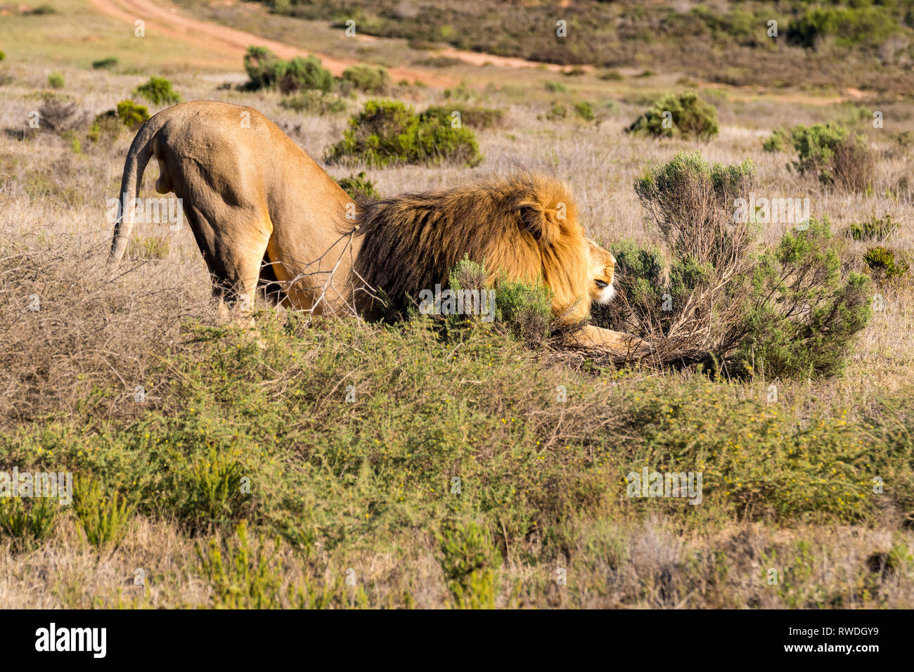 lion stretching in the morning Stock Photo - Alamy