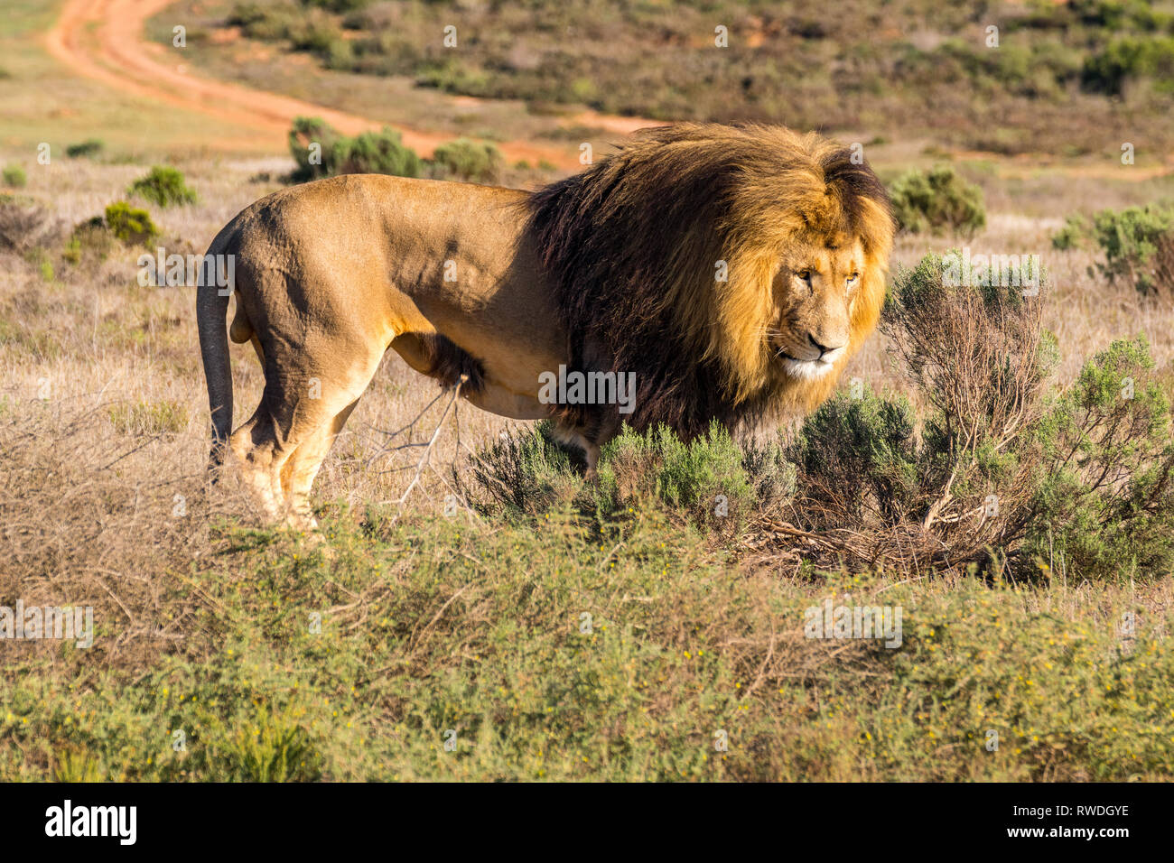 a lion in a grassy field Stock Photo - Alamy