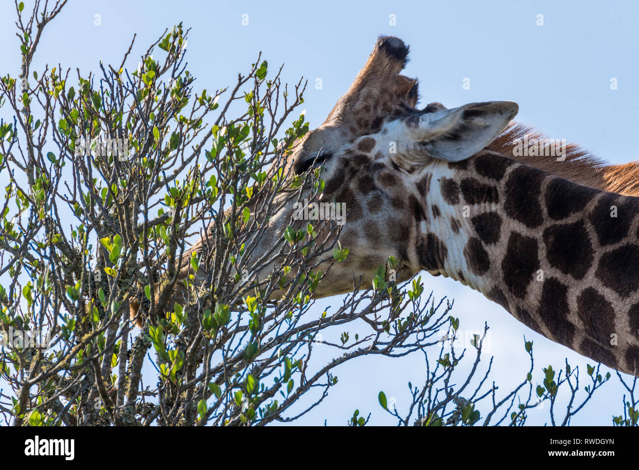 Giraffe eating leaves from tree hi-res stock photography and images - Alamy