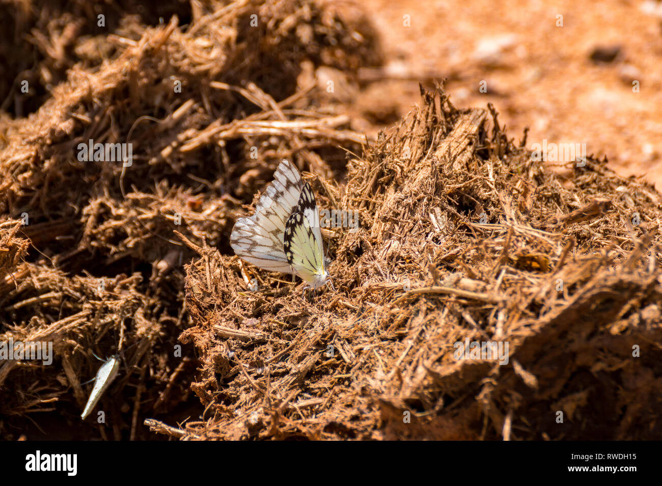 a butterfly on an elephant dung pile Stock Photo - Alamy
