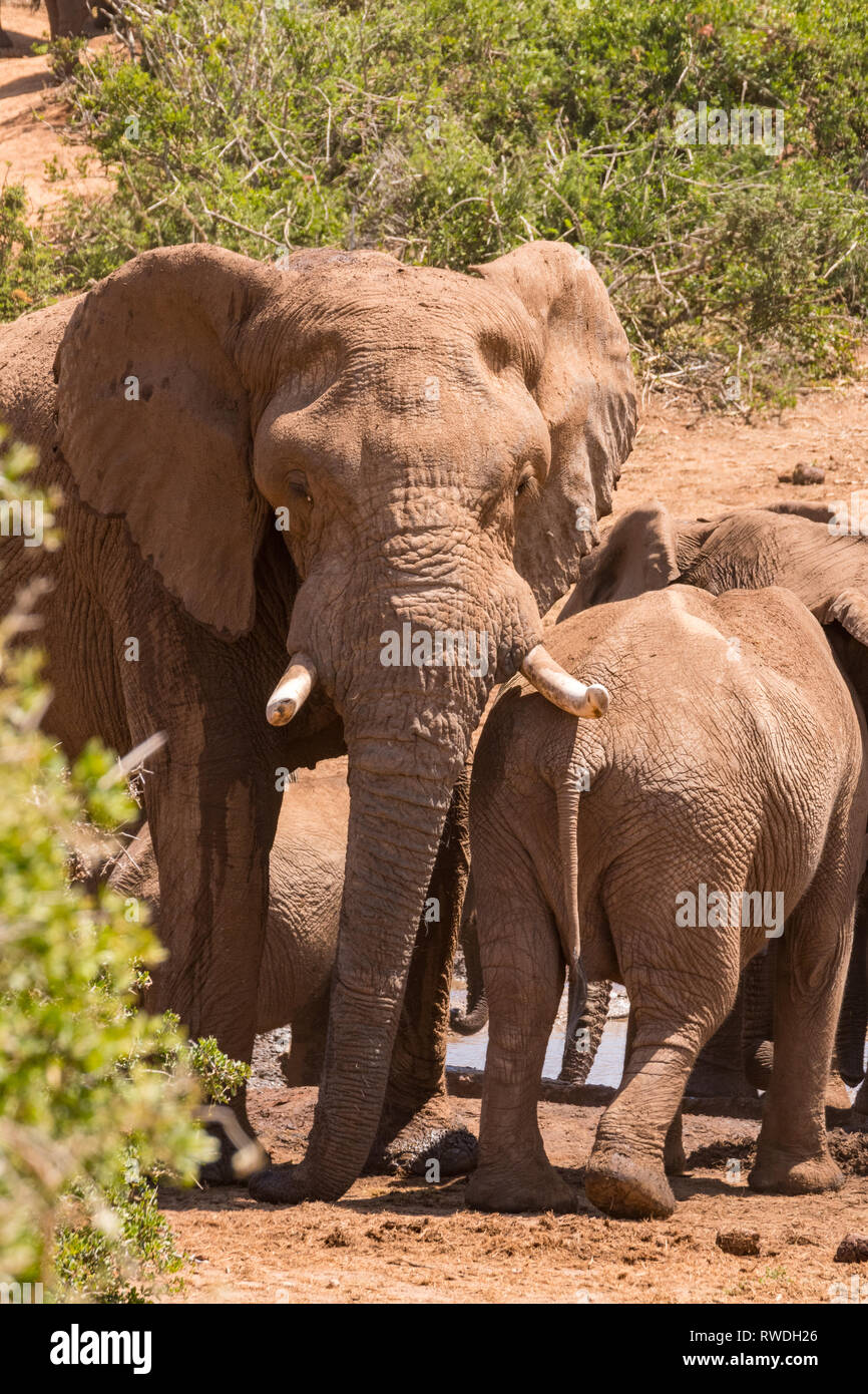 African elephant group hi-res stock photography and images - Alamy
