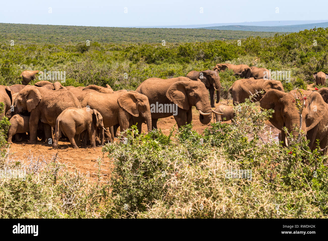 Community of african elephants hi-res stock photography and images - Alamy