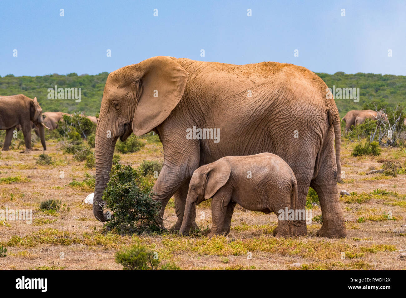 Elephant family group in the veld hi-res stock photography and images ...