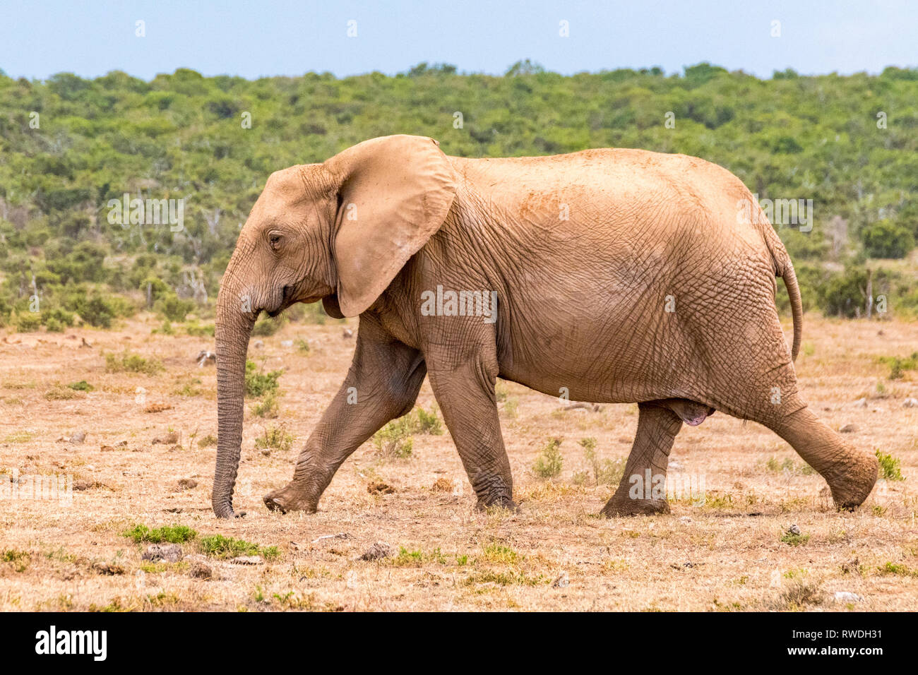 African elephant group in the national park Stock Photo - Alamy