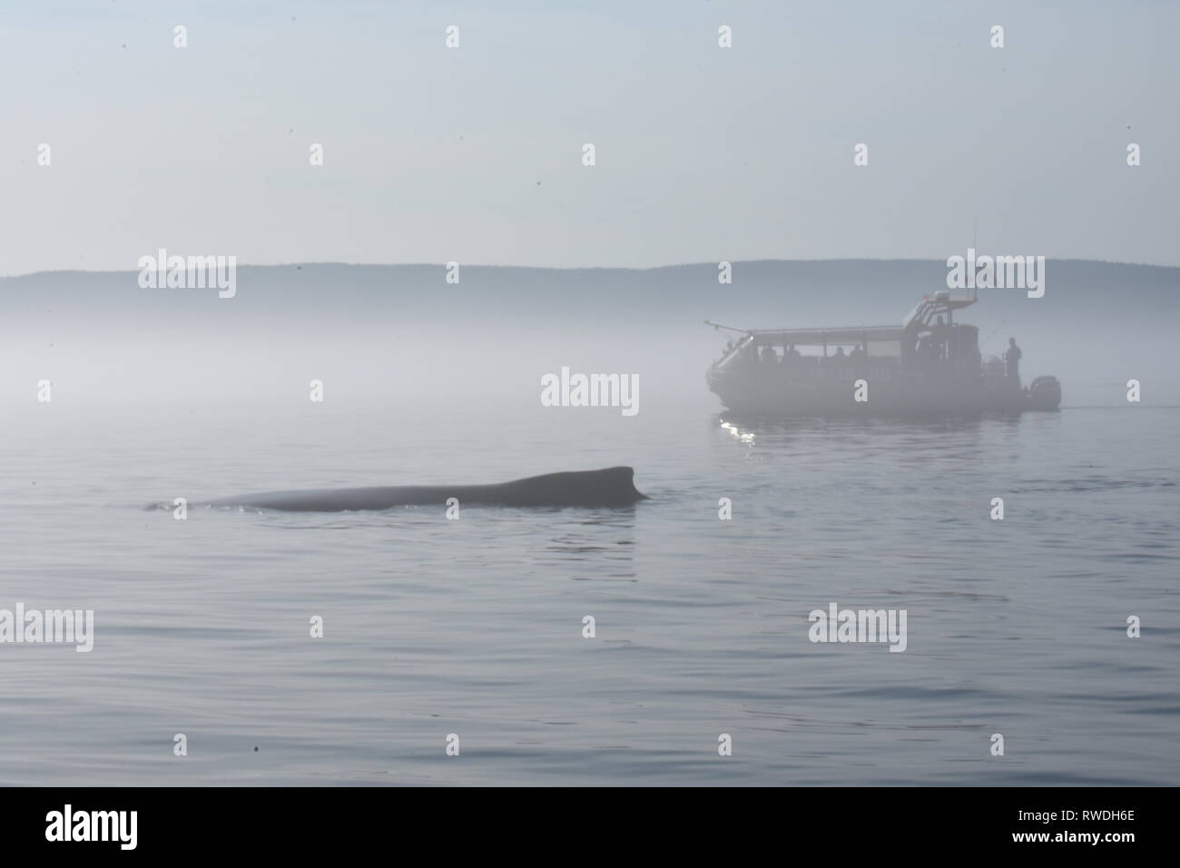 Humpback whale boat hi-res stock photography and images - Alamy