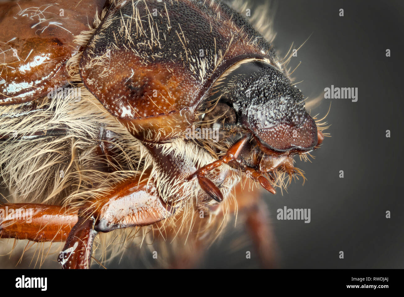 Hairy beetle hi-res stock photography and images - Alamy
