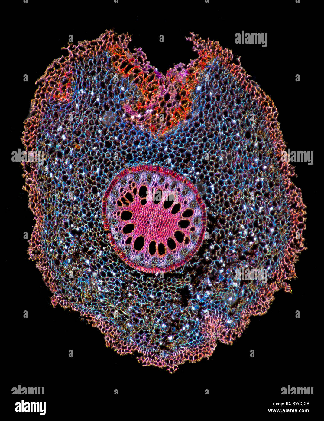 Iris Germanica root TS. darkfield photomicrograph Stock Photo - Alamy