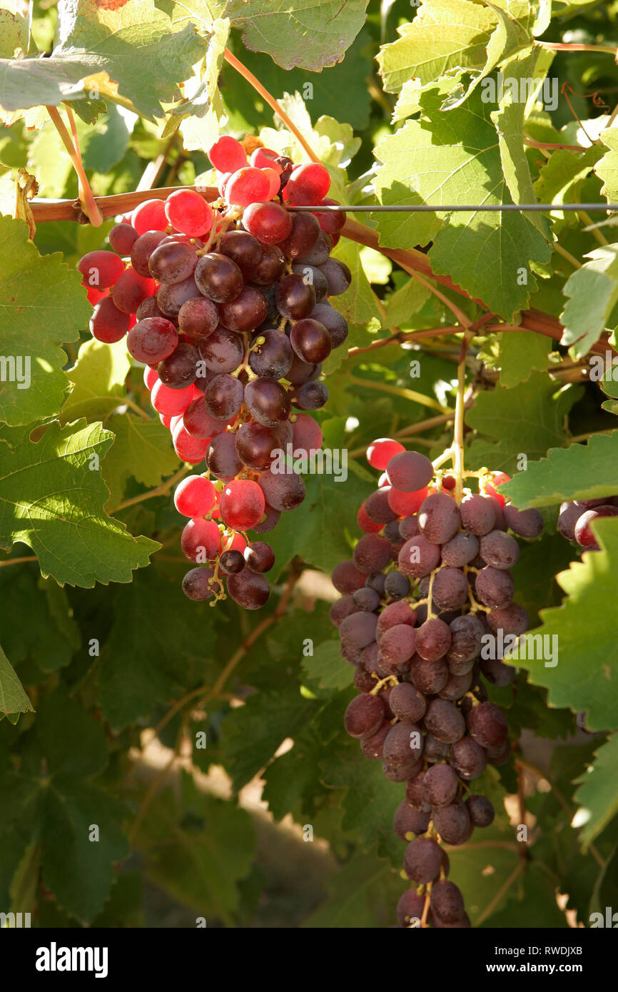 Red Emperor Grapes on vine Stock Photo - Alamy