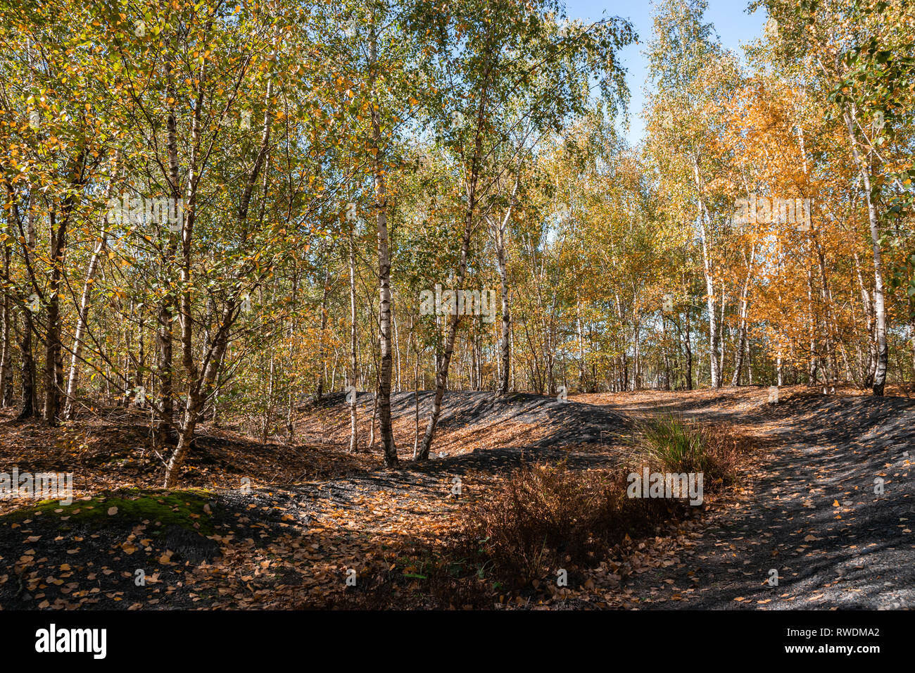 Birch forest hi-res stock photography and images - Alamy