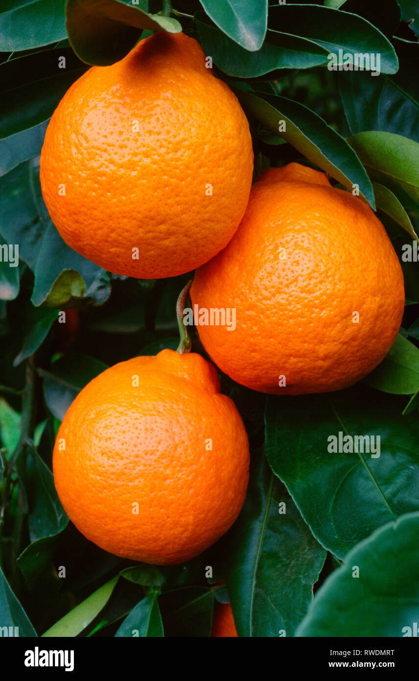 Close up of Tangelo's hanging on citrus tree. Similar in size and ...