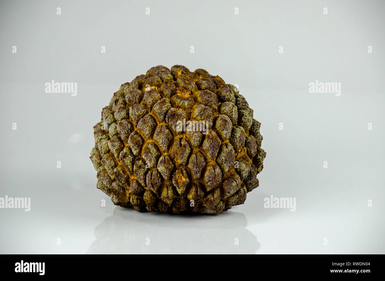 Marolo, araticum or bruto fruit . Tropical fruit of the original ...