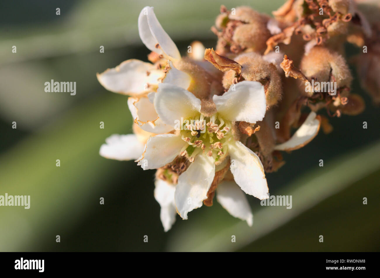 Macro photography of some flowers of the medlar tree at the end of ...