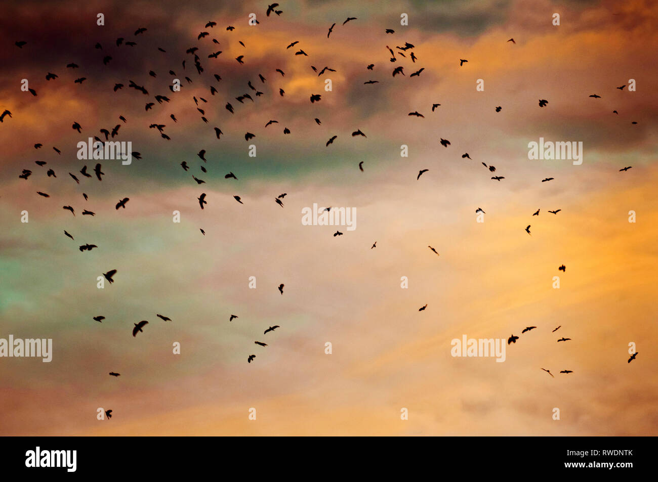 Sunset background with birds hi-res stock photography and images - Alamy