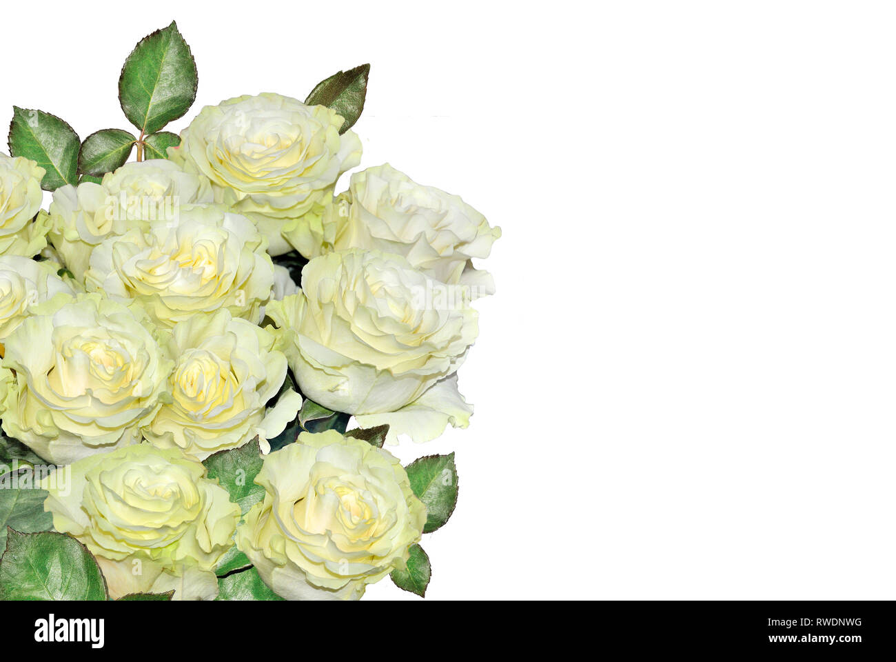 Beautiful floral background with white roses bouquet close up, isolated ...
