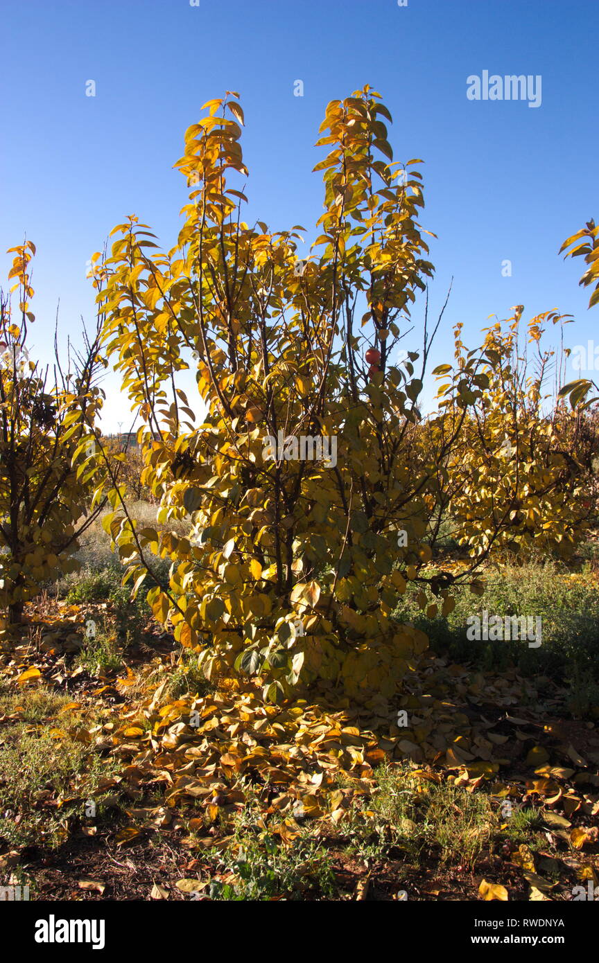 A young persimmon tree on a clear winter day after harvesting the fruit ...