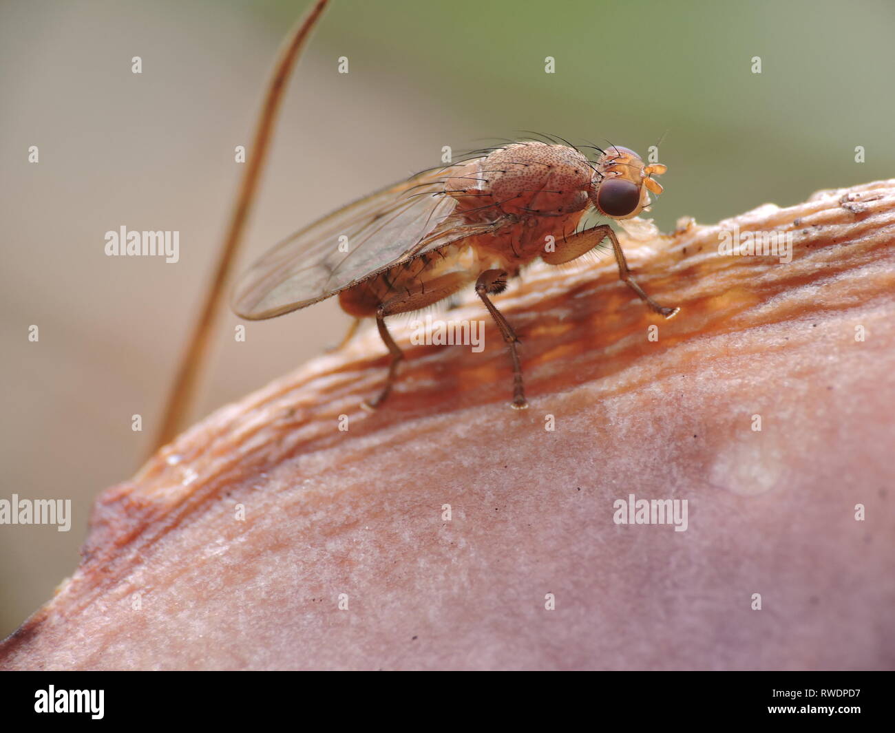 fly eating on the edge of a mushroom in the field Stock Photo - Alamy