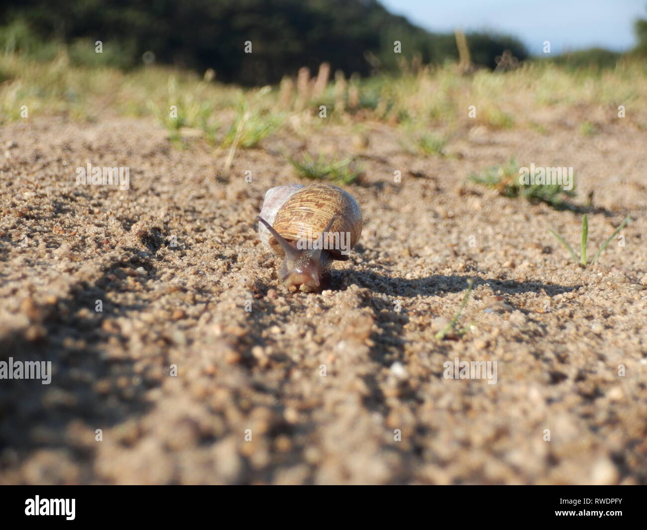 snail walking alone on a long dirt path Stock Photo - Alamy