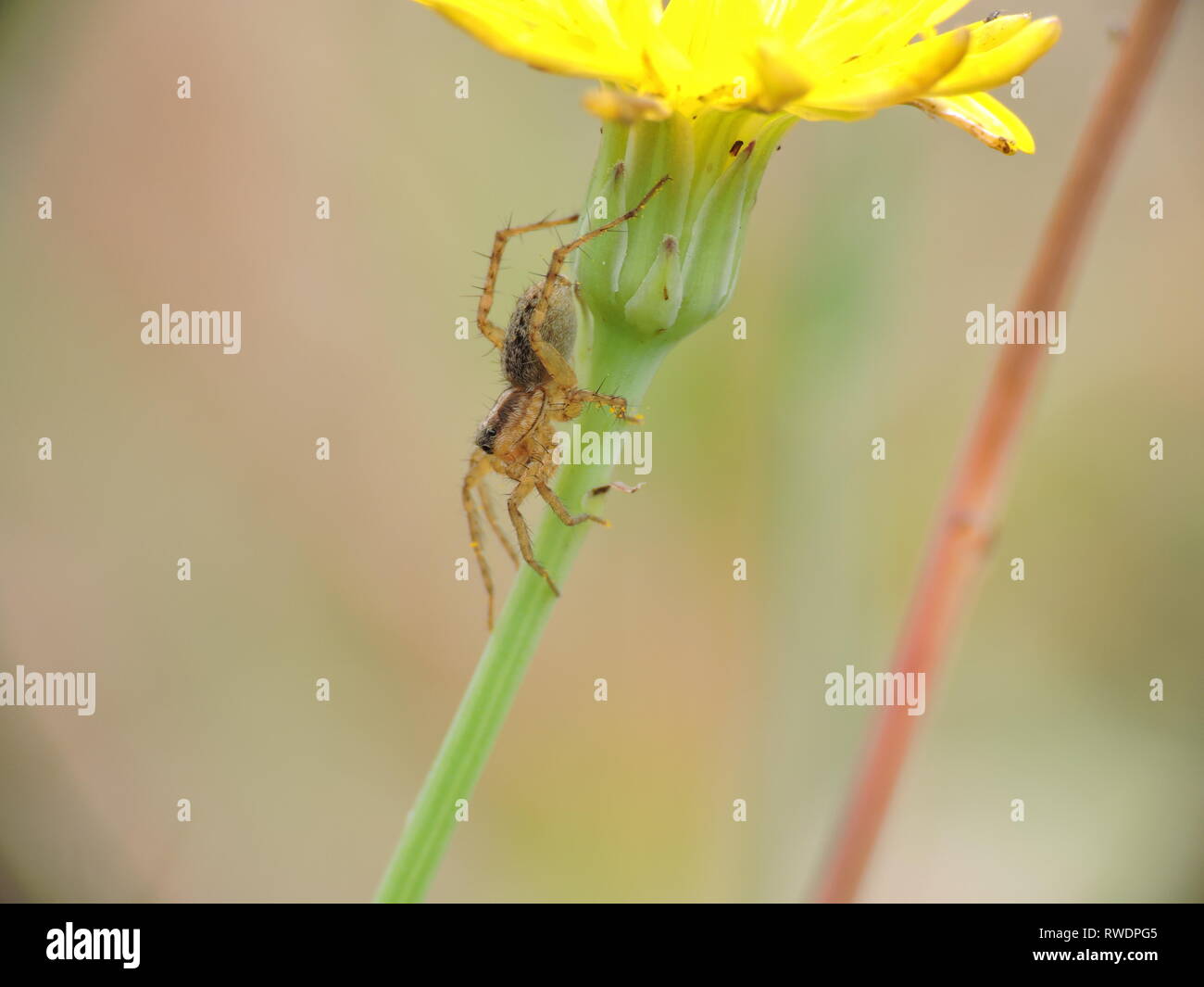Spider climbing hi-res stock photography and images - Alamy
