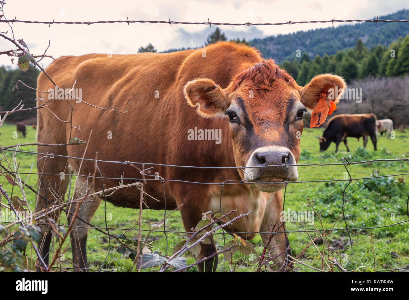 A friendly cow says hello at her fence. Northern California, USA Stock ...