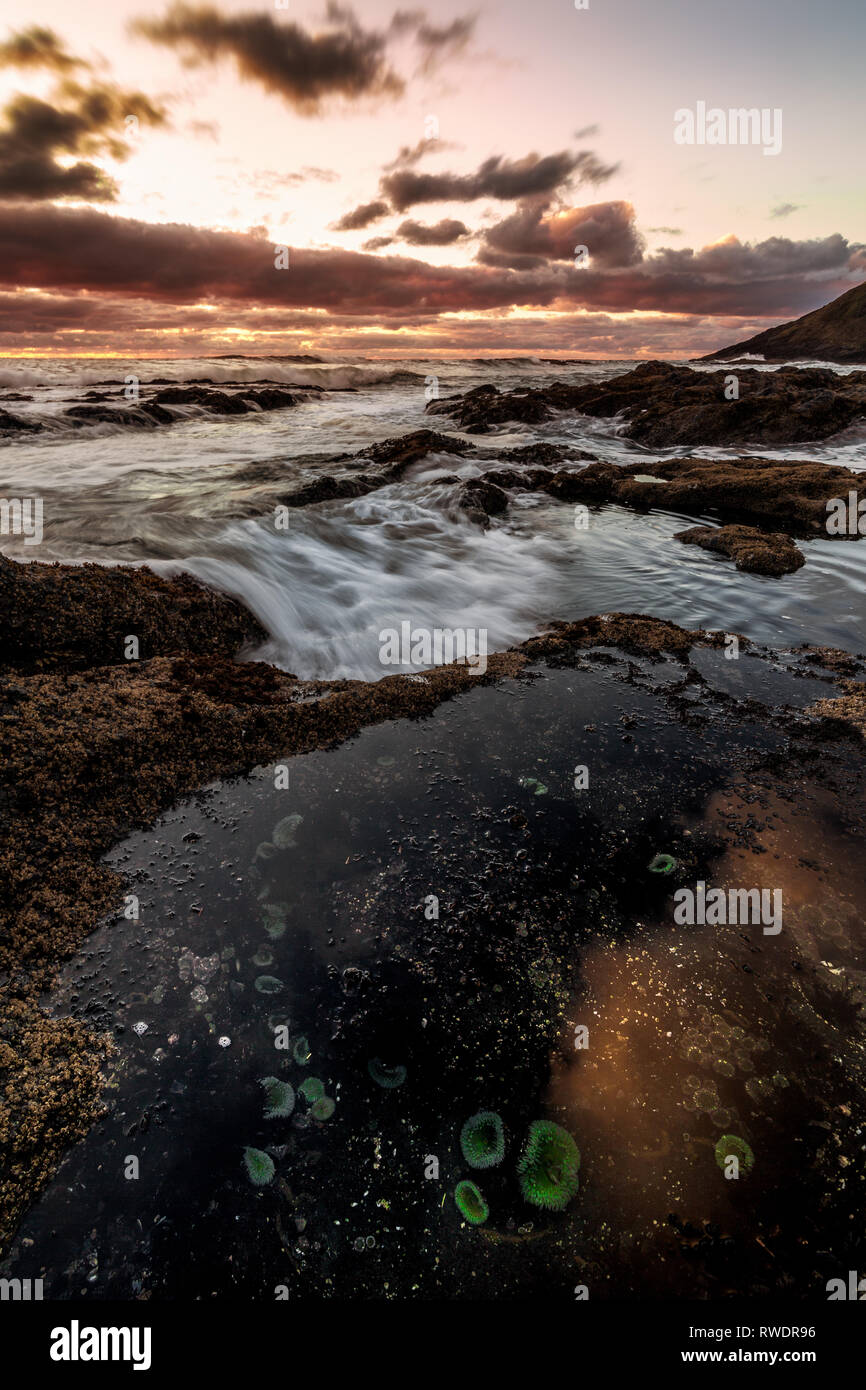 This is a color landscape photo of the Pacific Ocean at a rocky beach ...