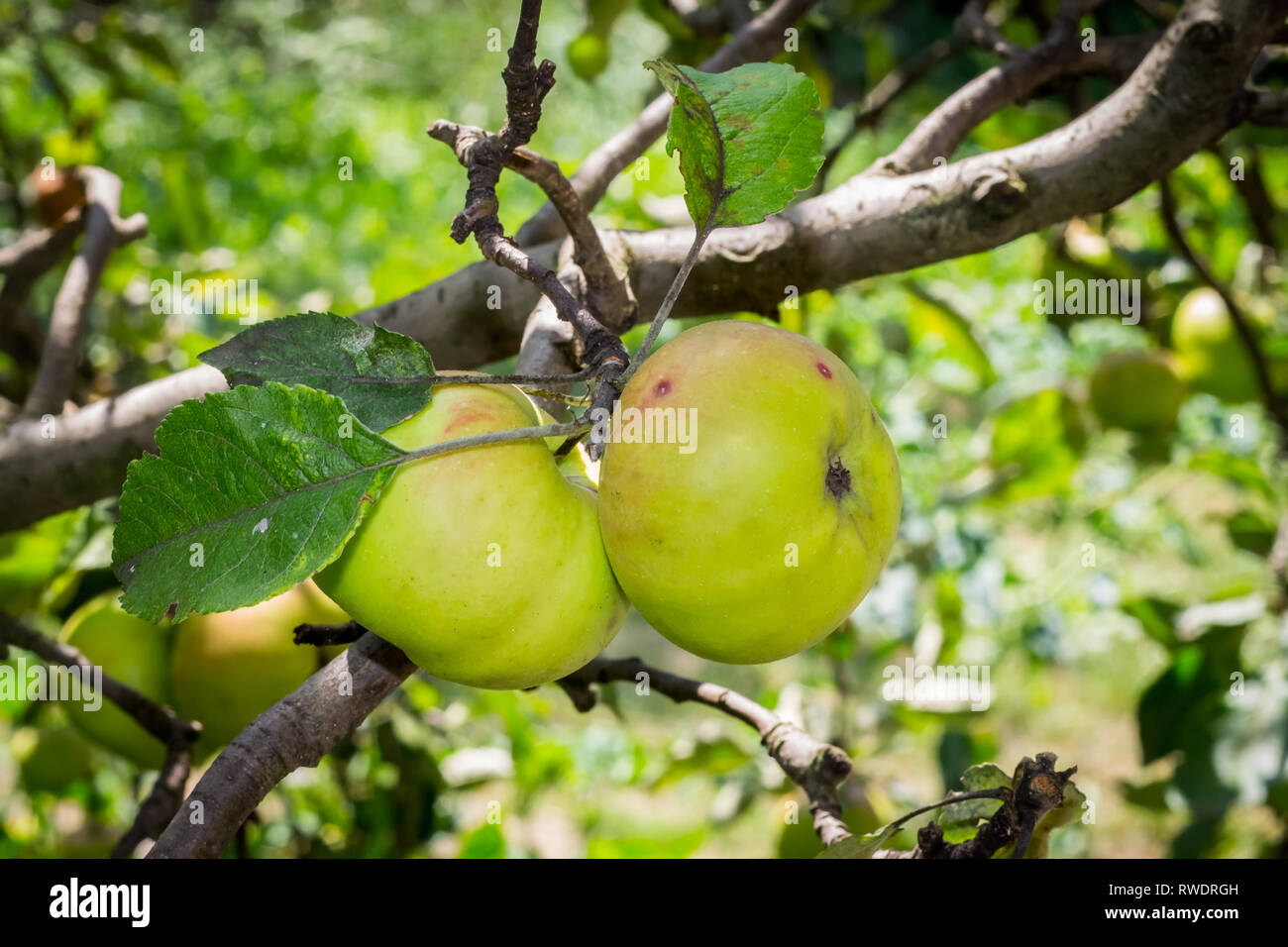 Two branch tree hi-res stock photography and images - Alamy