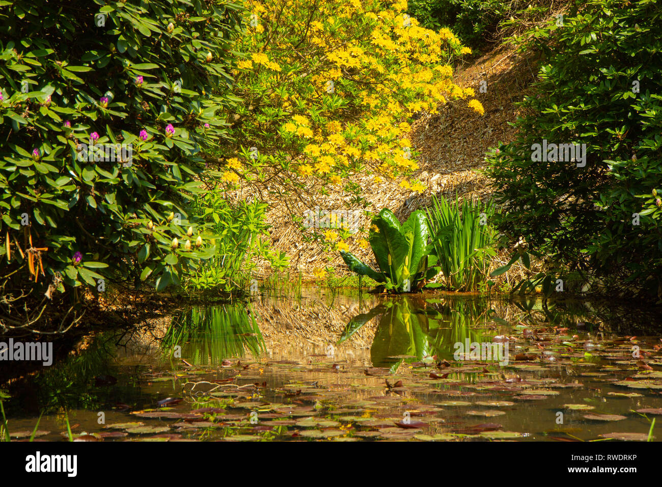 Small cozy pond in hi-res stock photography and images - Alamy