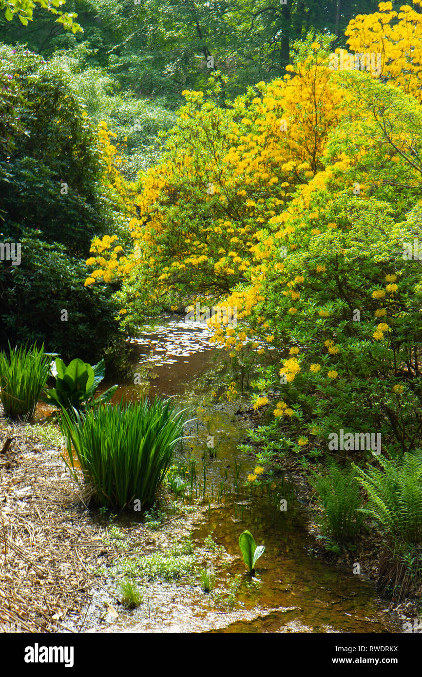 a small and cozy pond in a park surrounded by bushes Stock Photo - Alamy