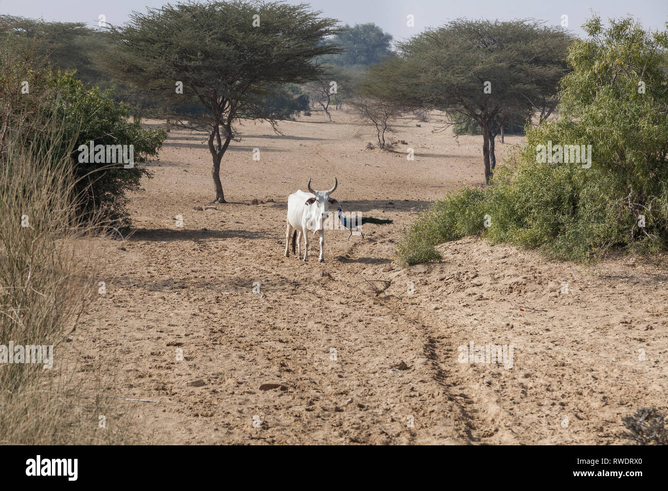 Cows in the Thar Desert, Jaisalmer, Rajasthan, India, Asia Stock Photo ...