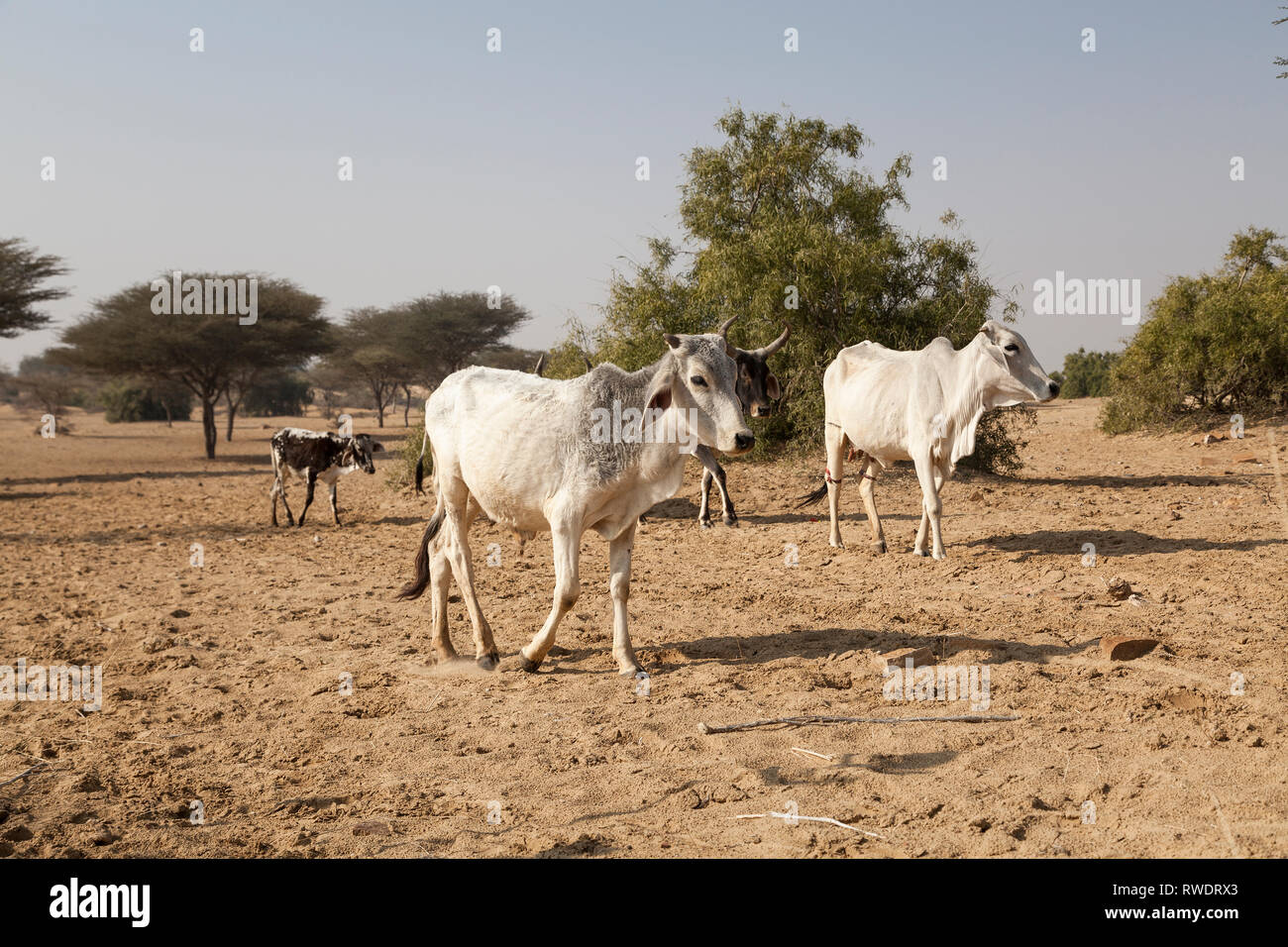 Cows in the Thar Desert, Jaisalmer, Rajasthan, India, Asia Stock Photo ...