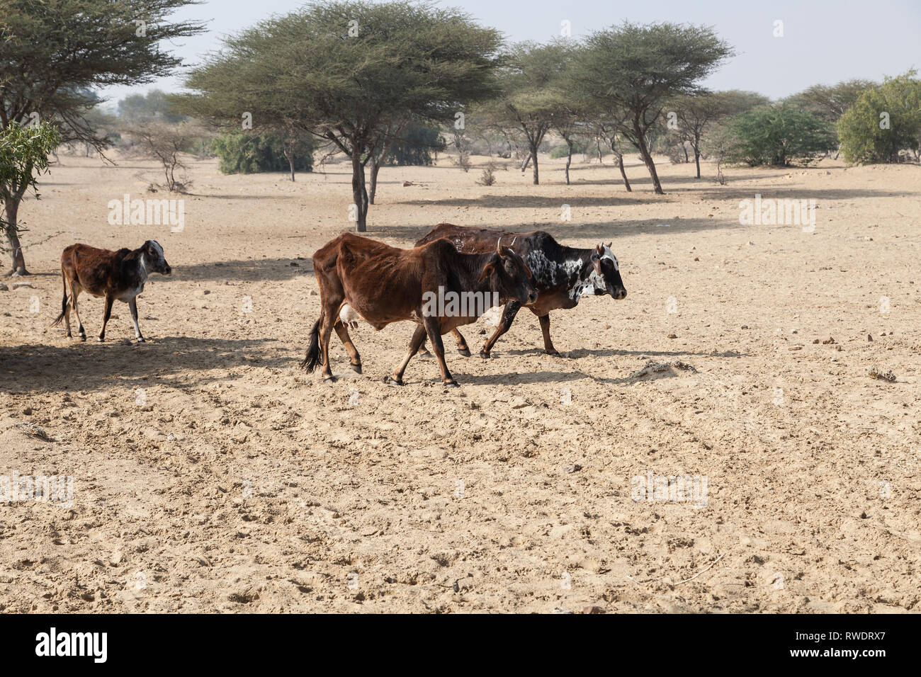 Cows in the Thar Desert, Jaisalmer, Rajasthan, India, Asia Stock Photo ...