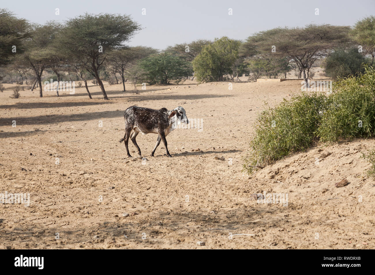 Cows in the Thar Desert, Jaisalmer, Rajasthan, India, Asia Stock Photo ...