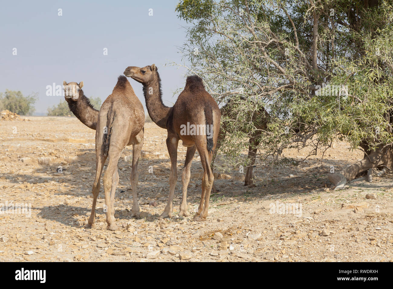 Thar Desert Plants And Animals